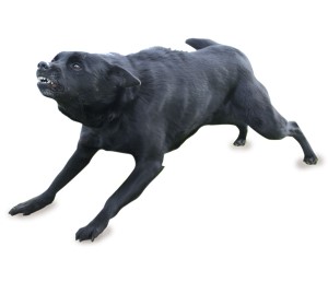 We are Family : Understanding