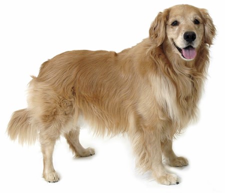 We are Family : Understanding