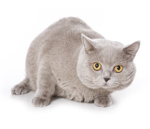 We are Family : Understanding